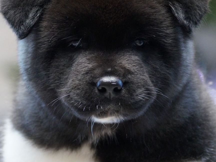 Американская акита