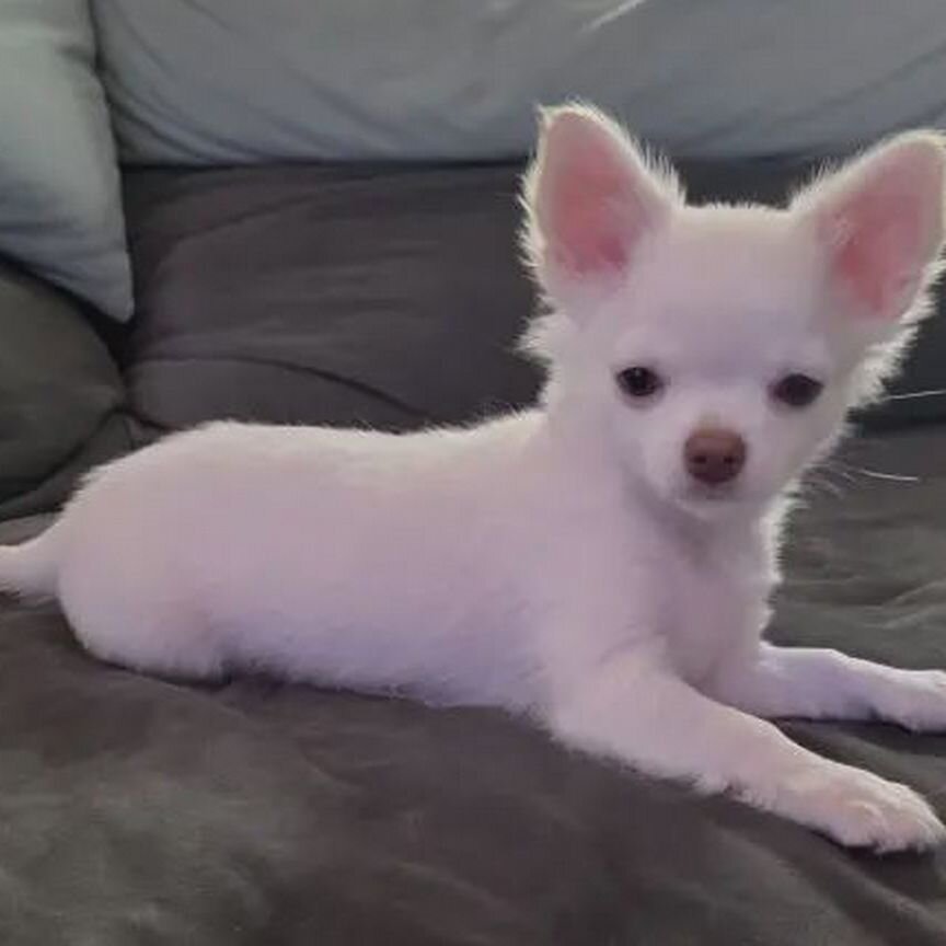 Чихуахуа, щенок