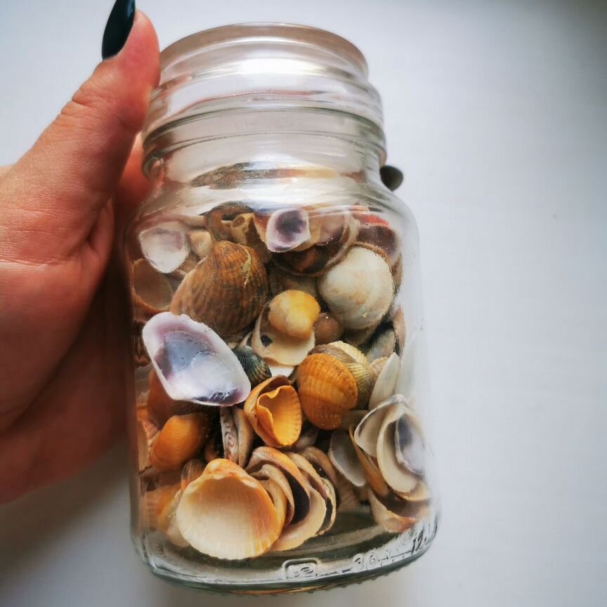 Морские ракушки раковины