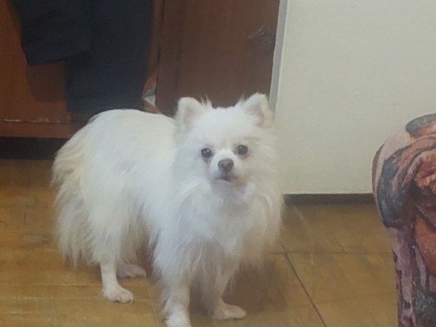 Шпиц чей потеряшка на Гайве