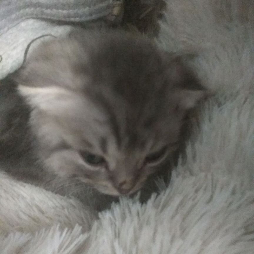 Котенок девочка
