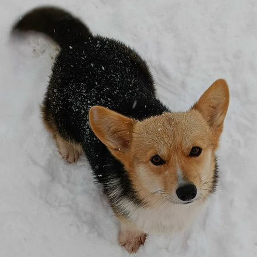 Вельш Корги Пемброк, щенок