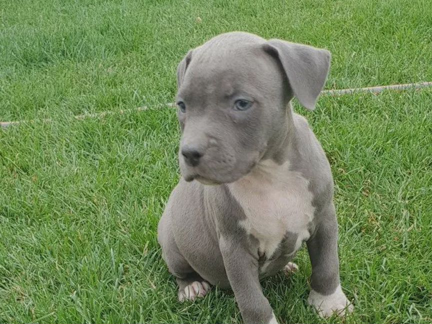 Продам щенка Стаффа