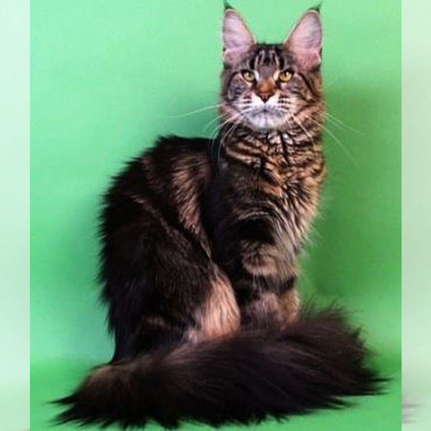 Мейн-кун, взрослая кошка