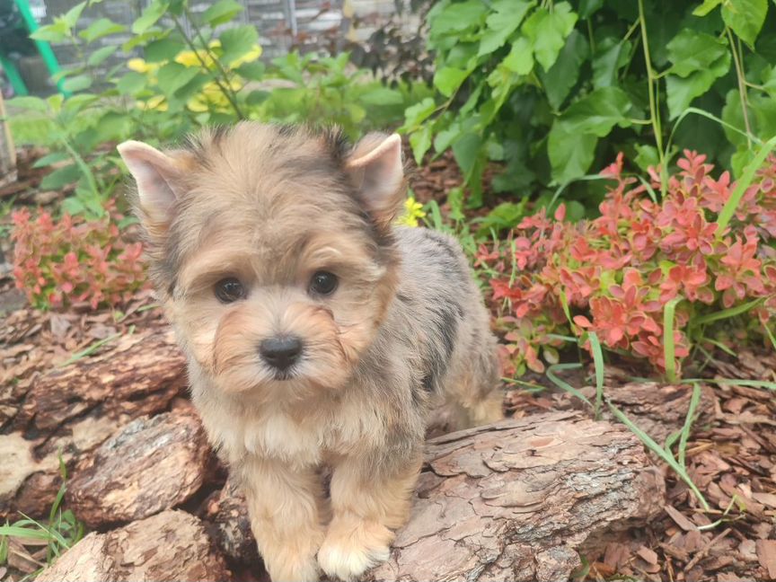 Цветной йорк год мерле девочка