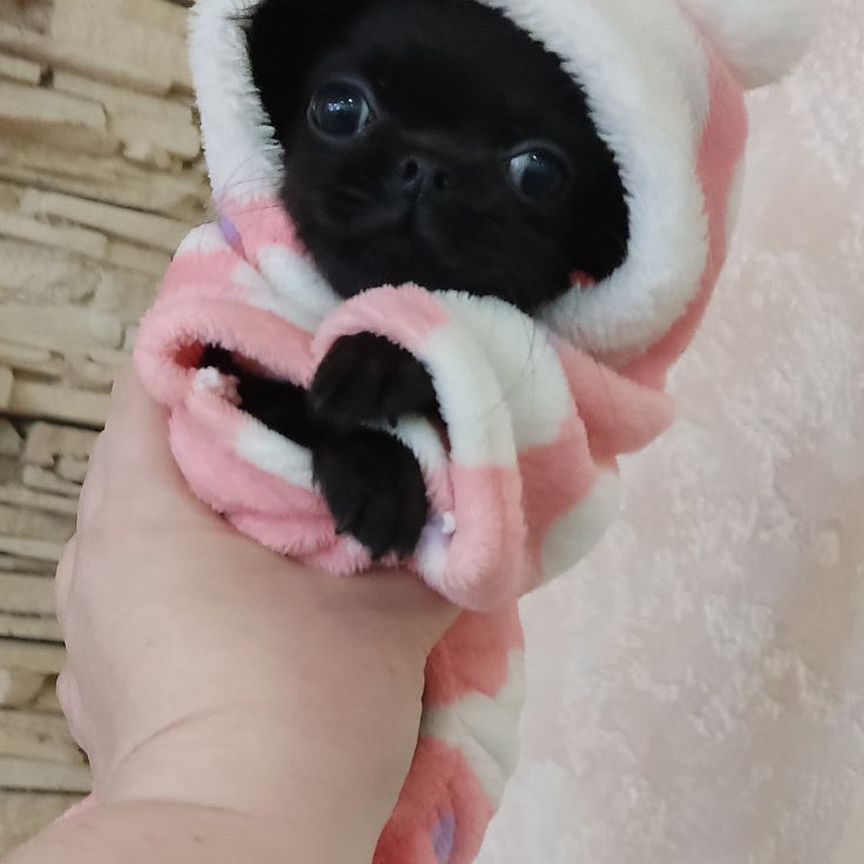 Щенки чихуахуа