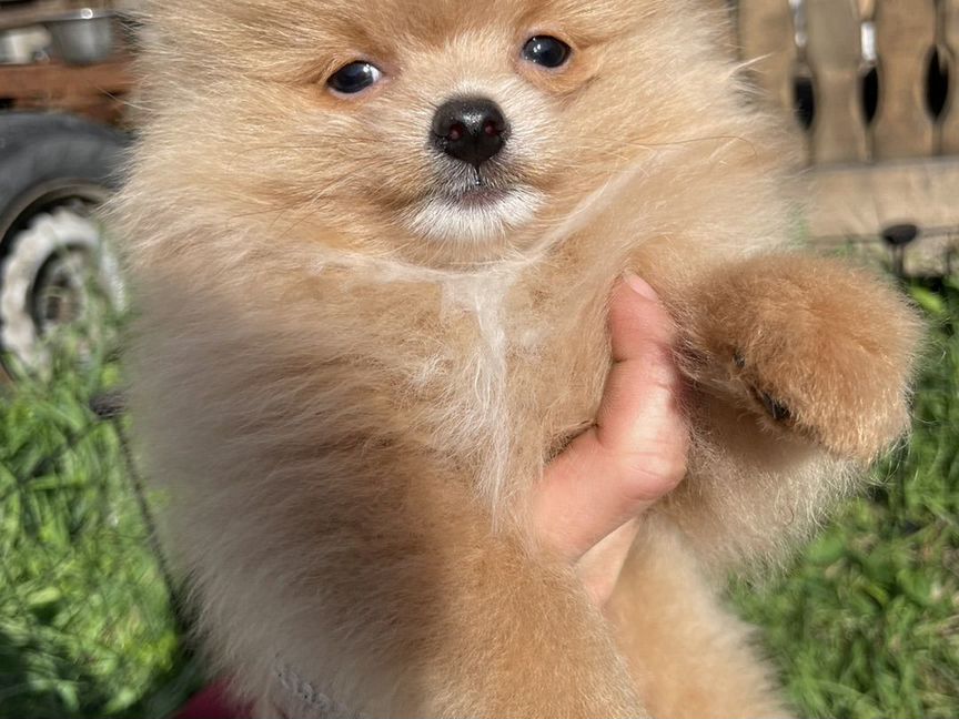 Щенки шпицы ждут своих хозяев