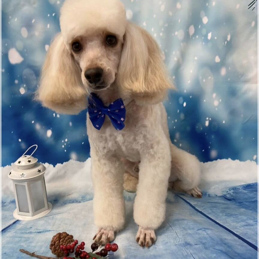 Пудель вязка