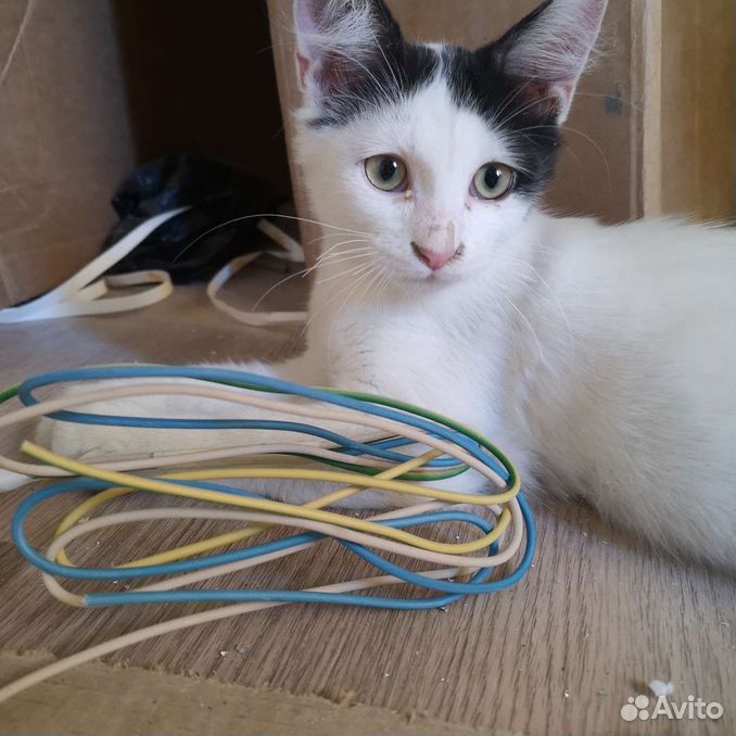 Котенок хочет найти дом, отдам котенка