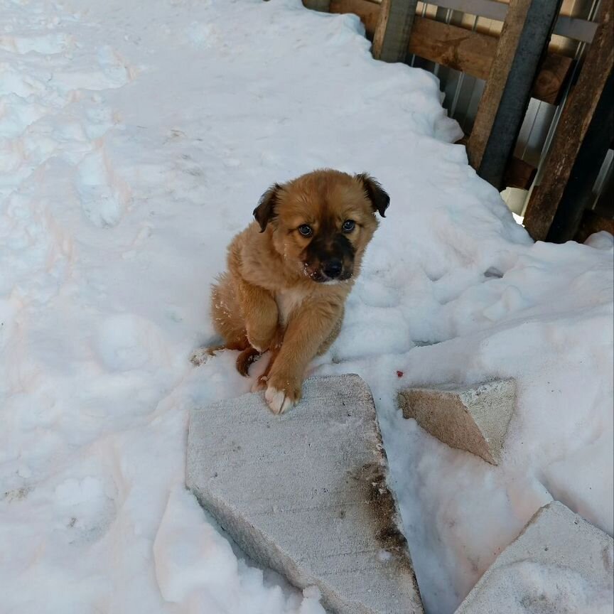 Щенок в добрые руки