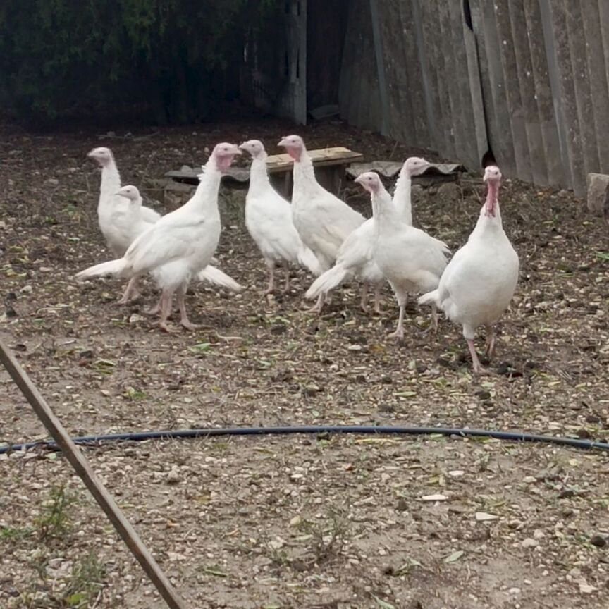 Индюки домашние