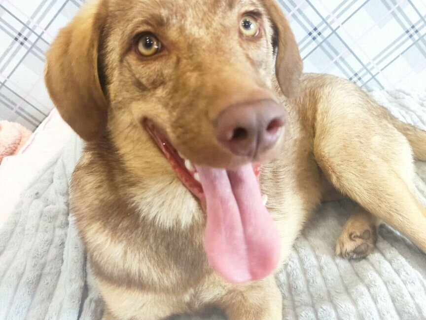 7 мес девочка из приюта, добрая, стерилизована