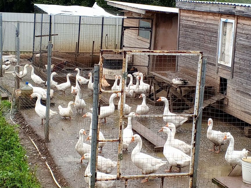 Гуси, гусь, гусыня породы Линда