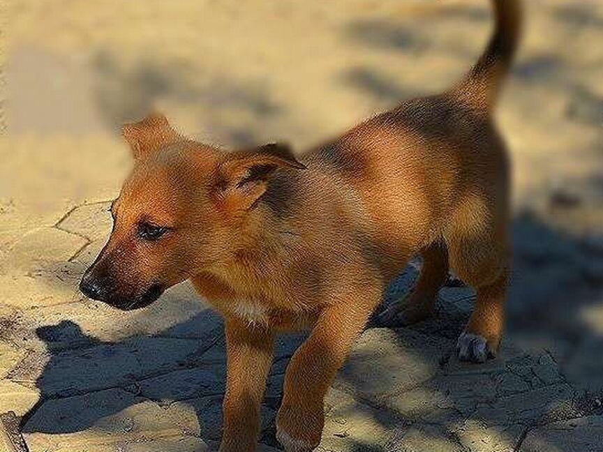 Щенок Рыжик ищет дом