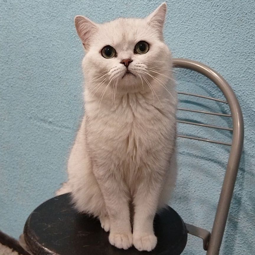 Очень добрый котик