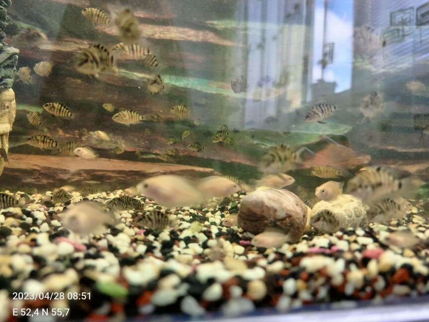 Чернополосик