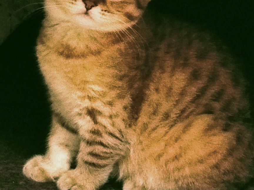 Шотландская прямоухая кошка