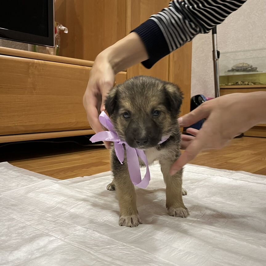 Две малышки ищут дом