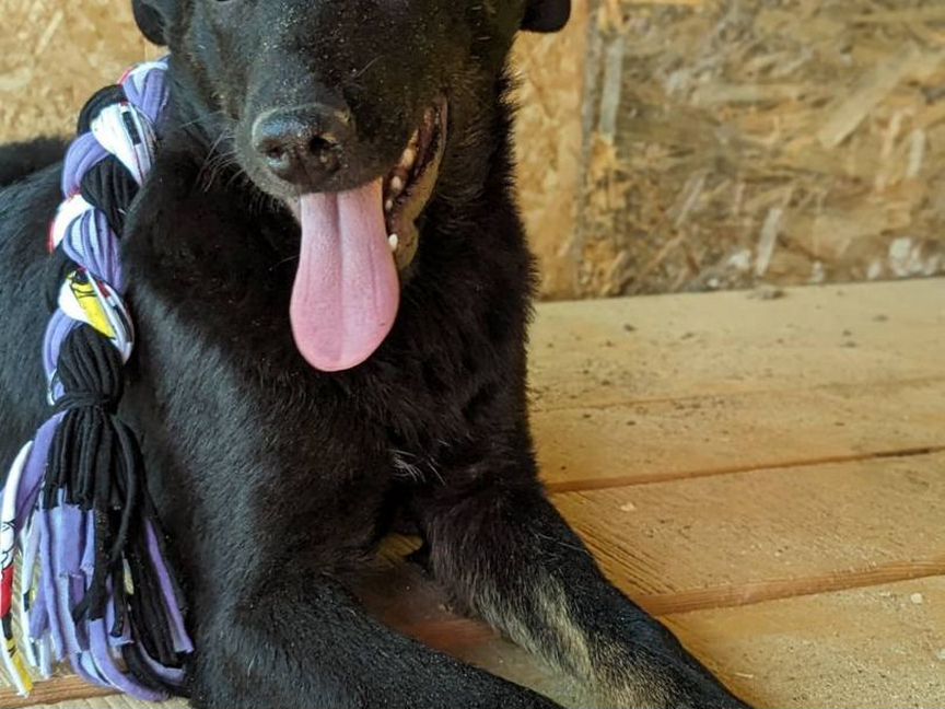 Возьмите Цезаря Очень классный пес