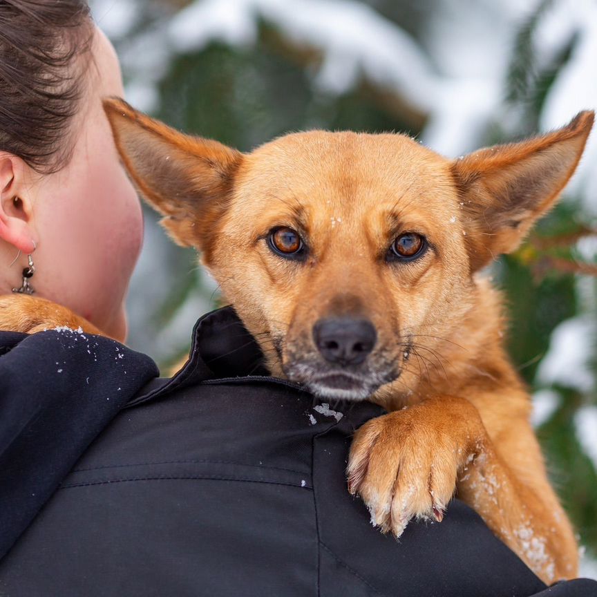 Взрослая собака в добрые руки