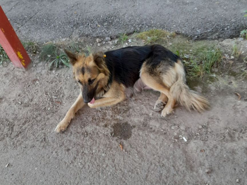 Собаки бесплатно в добрые руки