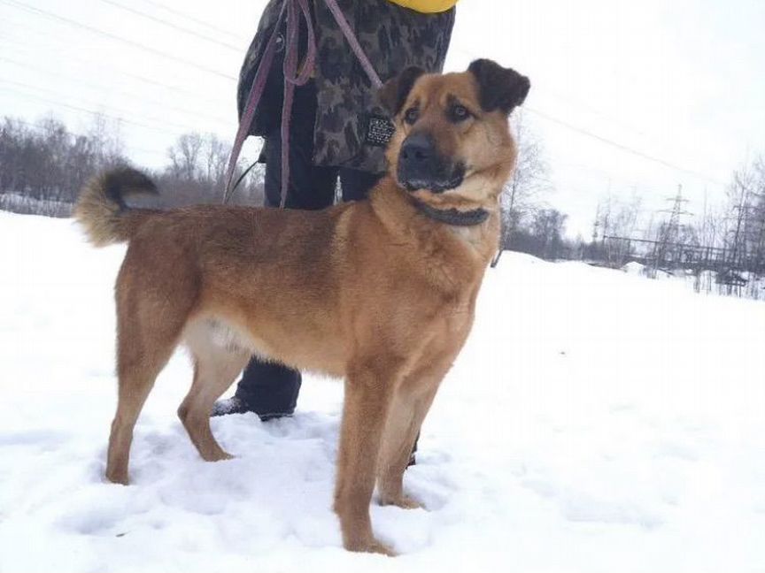 Мужественный Рон ищет дом