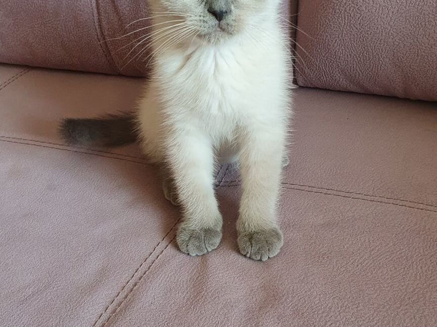 Шотландский котёнок