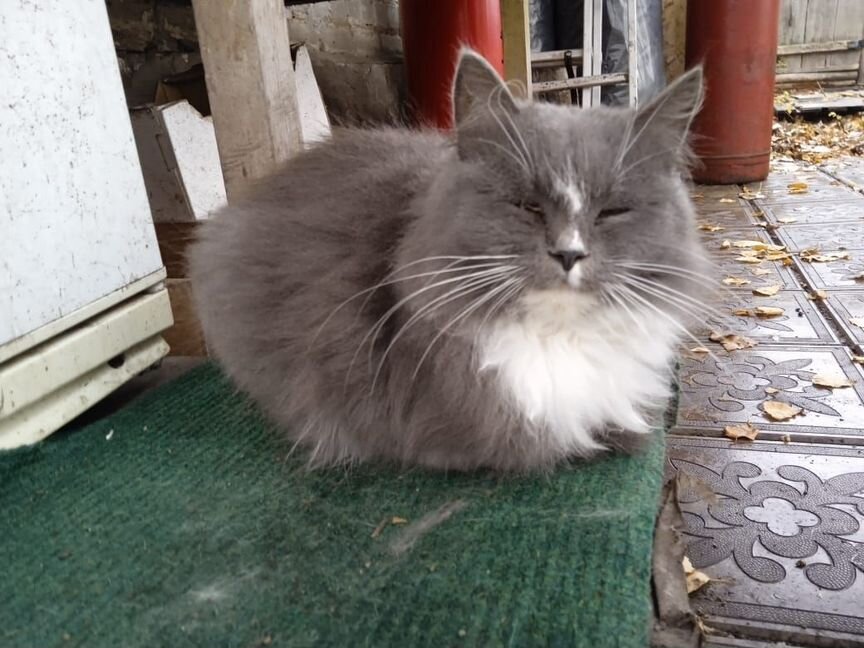 Шикарный кастрированный кот с носками