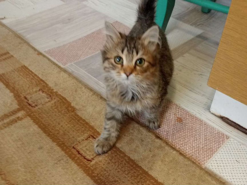 Котенок мальчик
