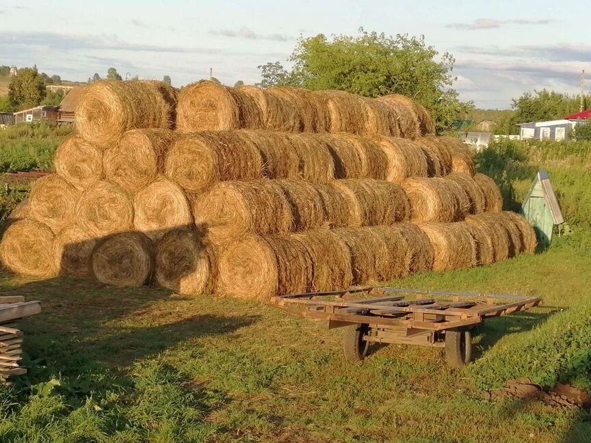 Продам зерно(овёс(от 300 за мешок) и ячмень)