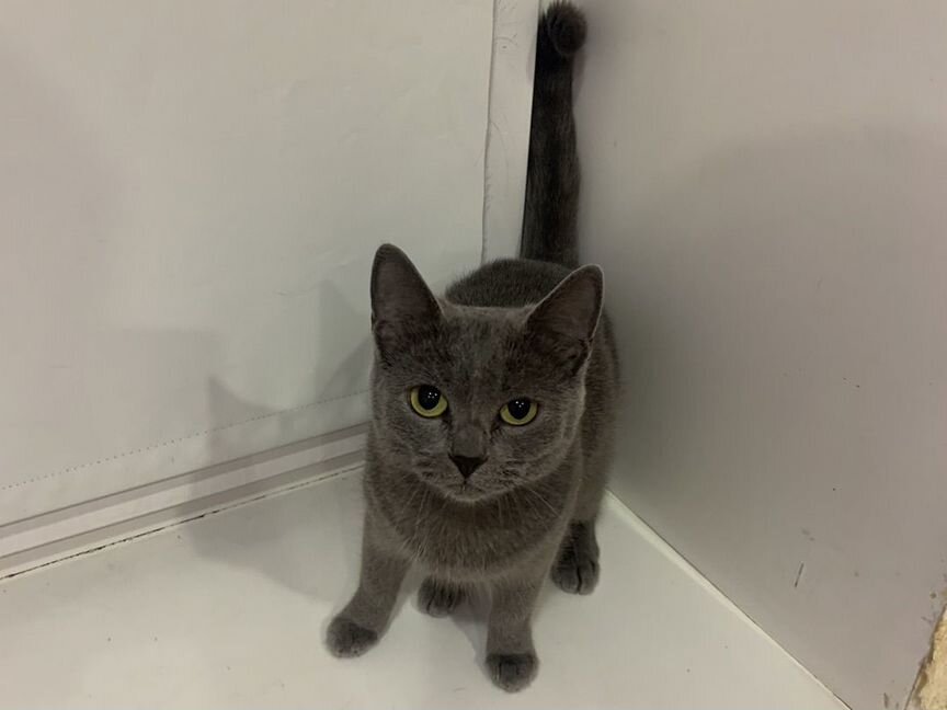 Британская кошка, имя "Ева"