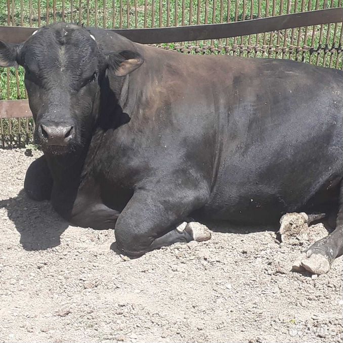 Абердин ангус бык