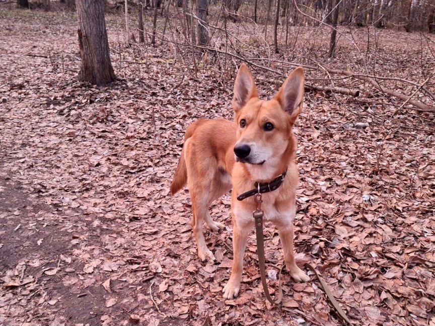 Симпатяга и умняша Рексик ищет дом