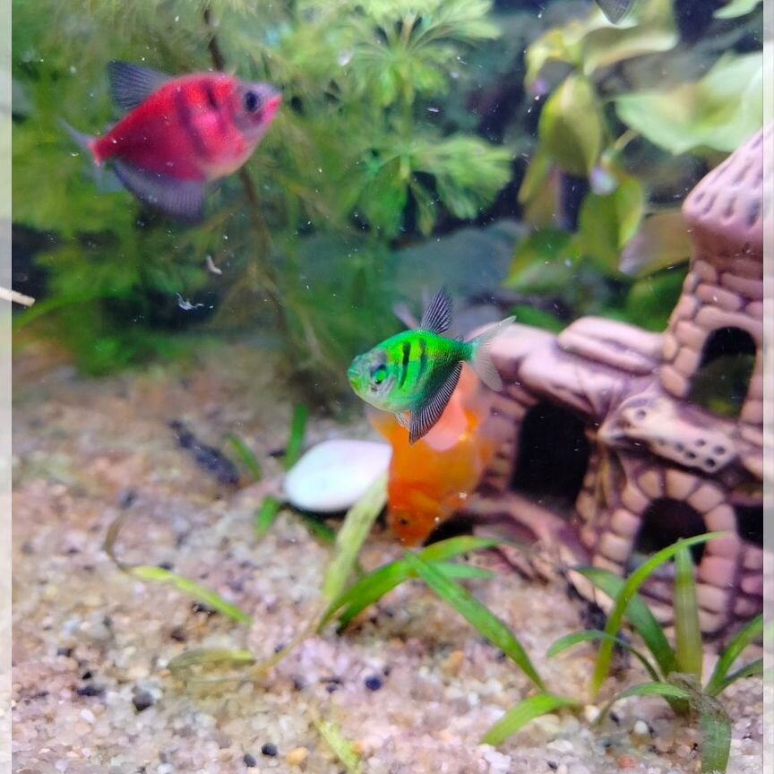 Тернеция розовая полосатая