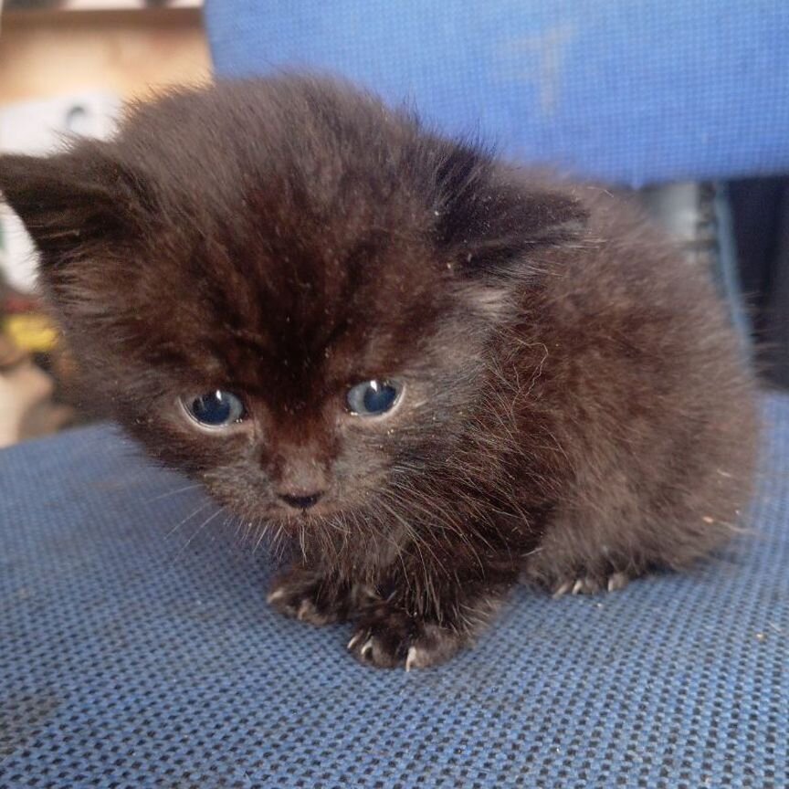 Ориентальный котёнок