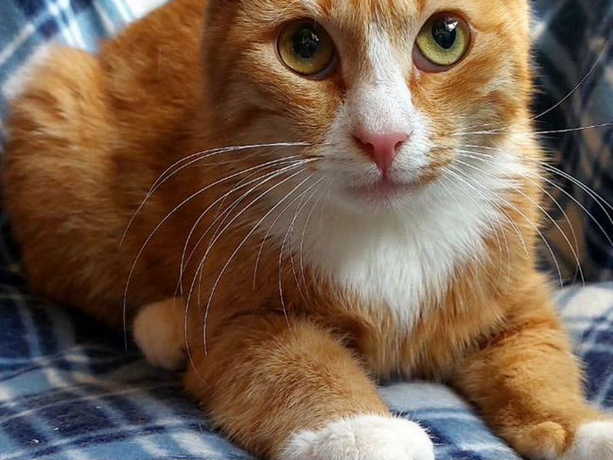 Котенок рыжий ищет дом