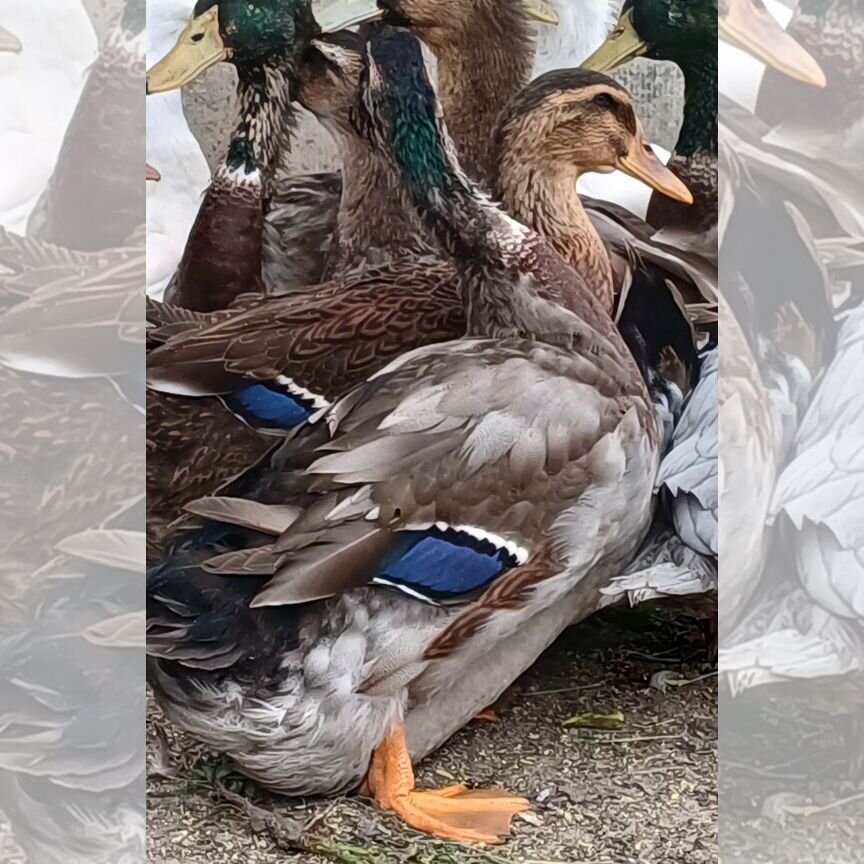 Руанская утка селезни