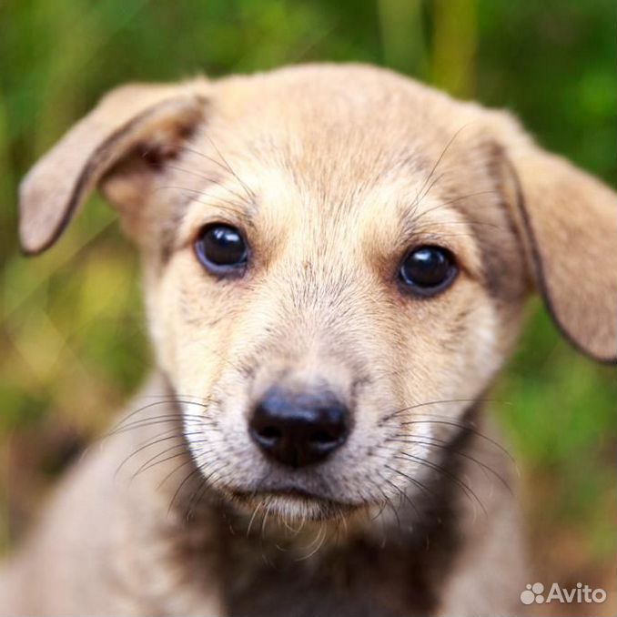 Отдадим щенка- кобелька