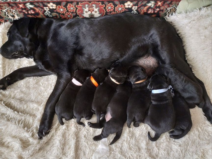 Щенки Лабрадора