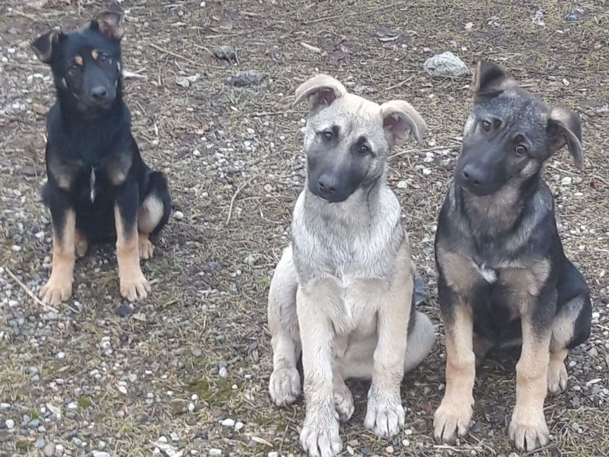 Восточноевропейская овчарка помесь