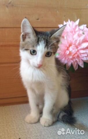 Чудесный Гришка ждет вас- помотрите на него