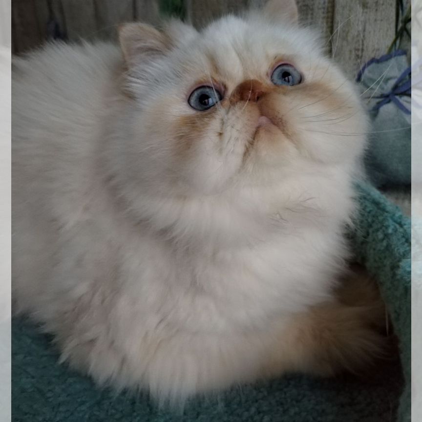 Персидский котёнок