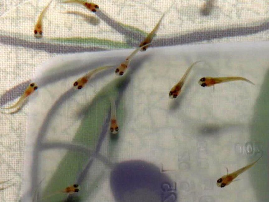 Продается малек меченосца