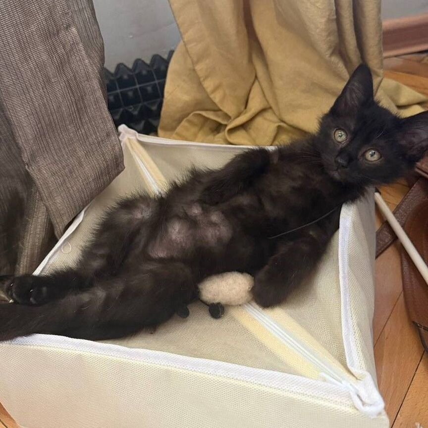 Котёнок в добрые руки