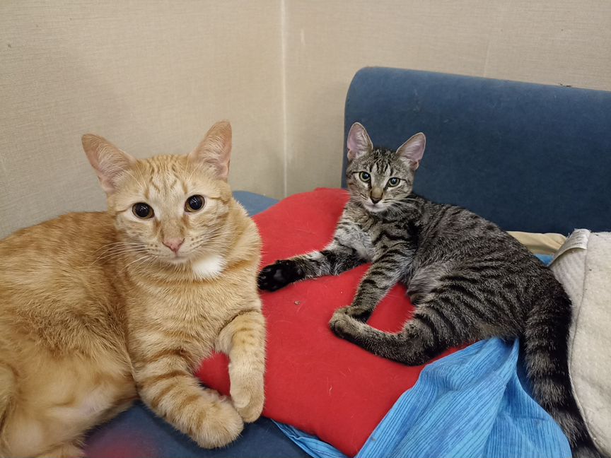 Котёнок девочка Варя 4 месяца