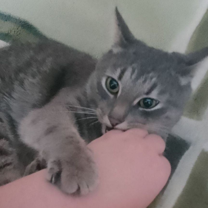 Взрослый кот в добрые руки