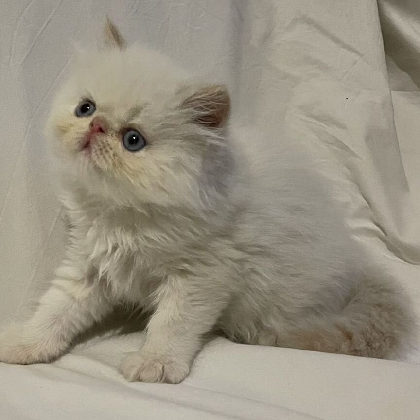 Персидские котята