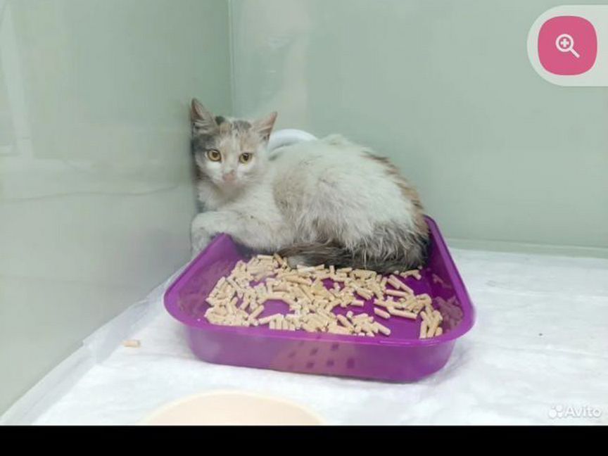 Трёхцветная кошечка Алёнушка