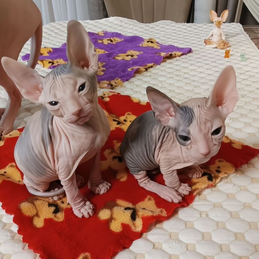 Донской сфинкс котёнок