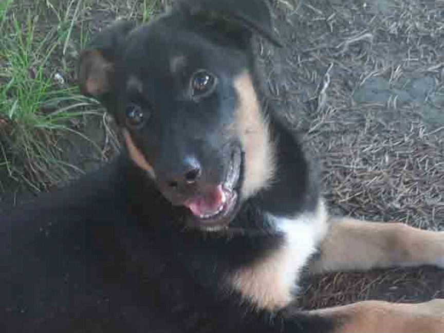 Щенок-девочка осталось сиротой